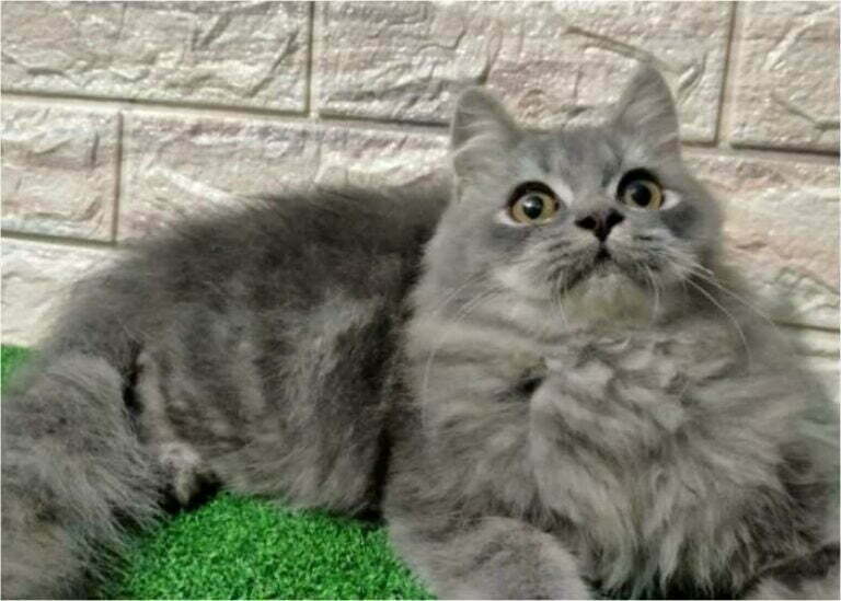Kucing Persia Medium Abu-Abu : Tips Memilih Dan Merawat