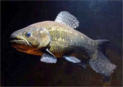 10 Jenis Ikan Hias Predator Air Tawar Untuk Hobiis Aquascape