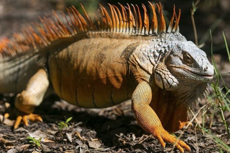 Kadal Berukuran Besar Yang Hidup Di Amerika | Rintik Sedu